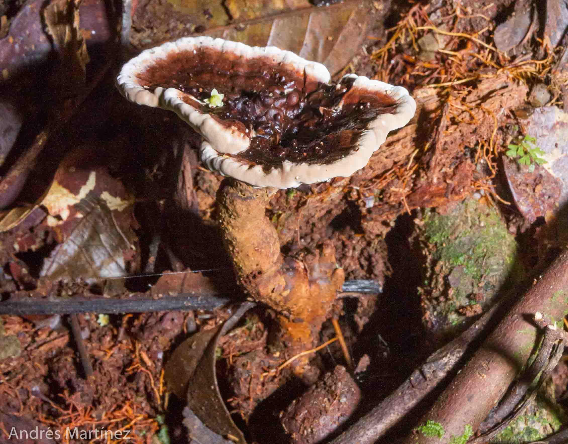 Fungi Santander